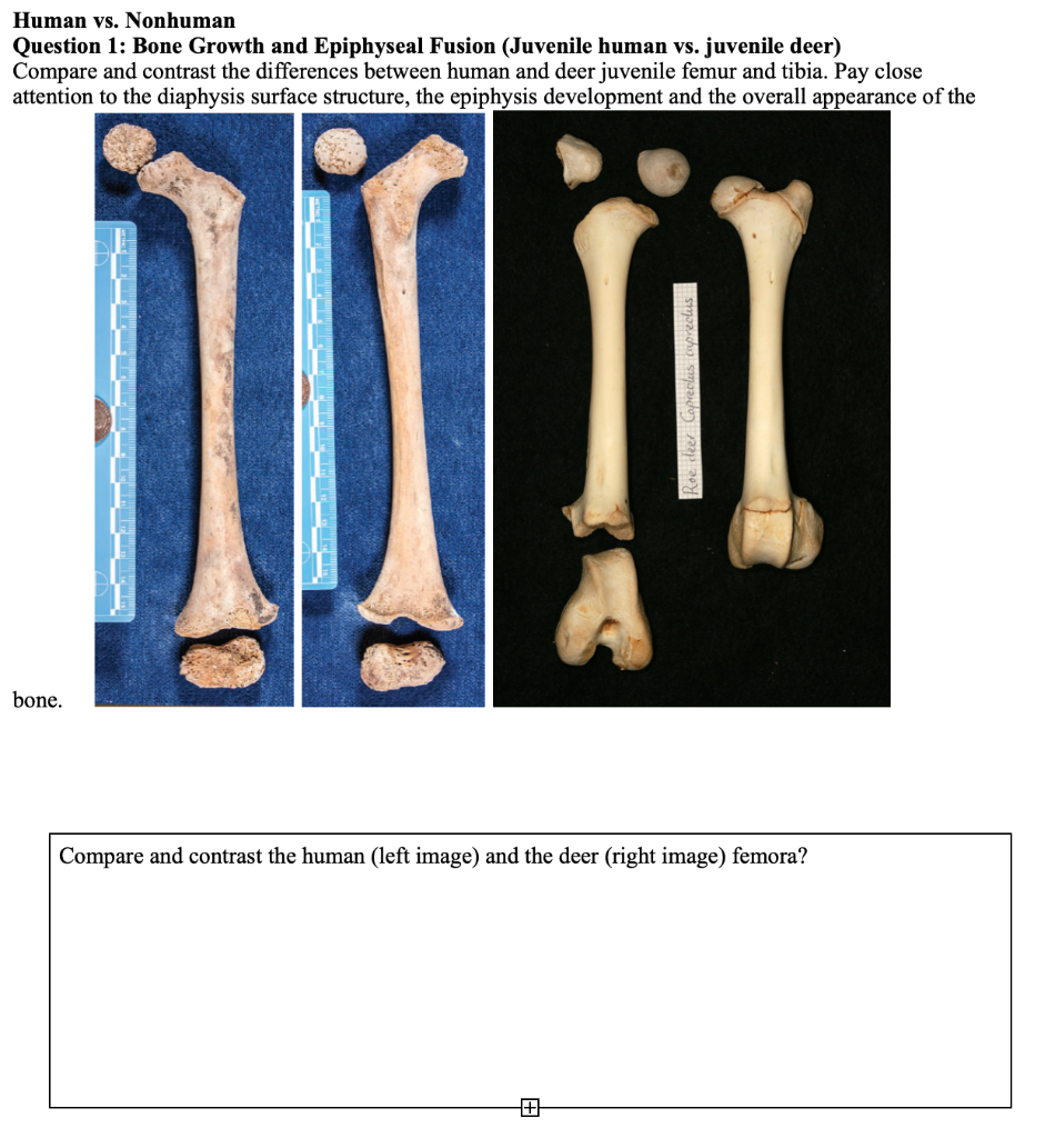 Solved Human vs. Nonhuman Question 1: Bone Growth and | Chegg.com