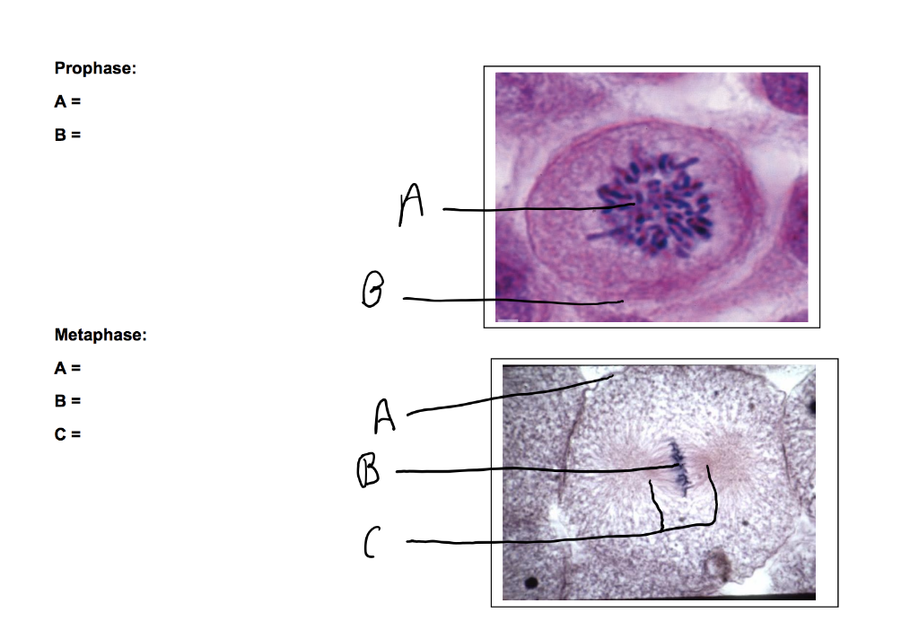 Solved Label the following structures (when applicable) in | Chegg.com