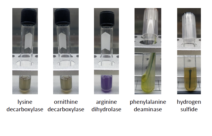Solved lysine ornithine arginine decarboxylase decarboxylase | Chegg.com