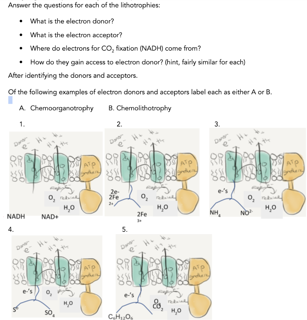 Solved Answer the questions for each of the lithotrophies: | Chegg.com