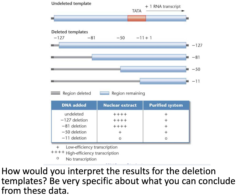 Solved You are interested in studying transcription factors | Chegg.com