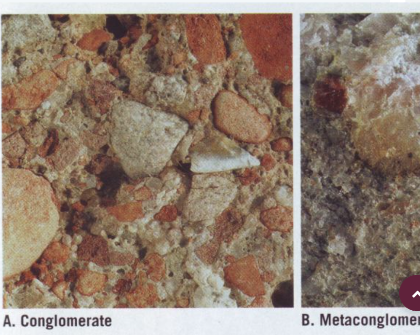 Solved 1)Examine the accompanying close-up photos of a | Chegg.com