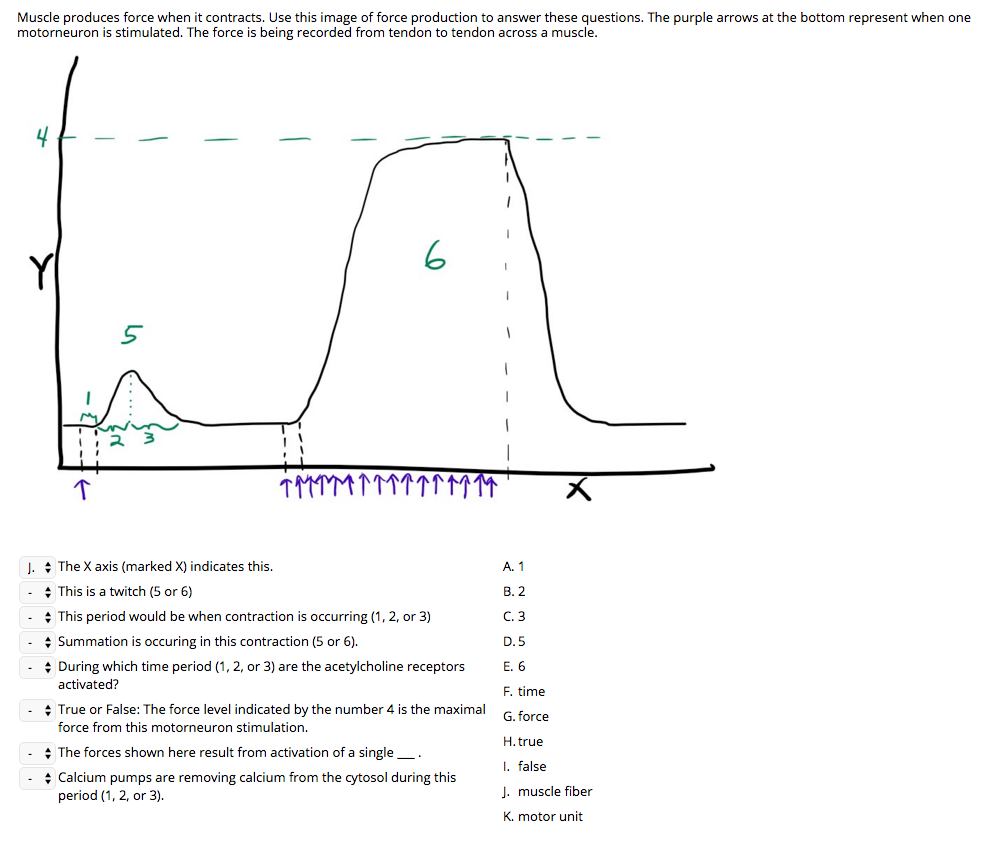 Solved Muscle produces force when it contracts. Use this | Chegg.com