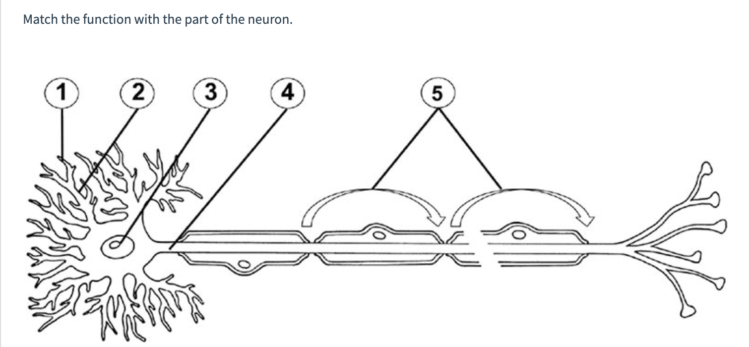 Solved Match the function with the part of the neuron. 1 2 3 | Chegg.com