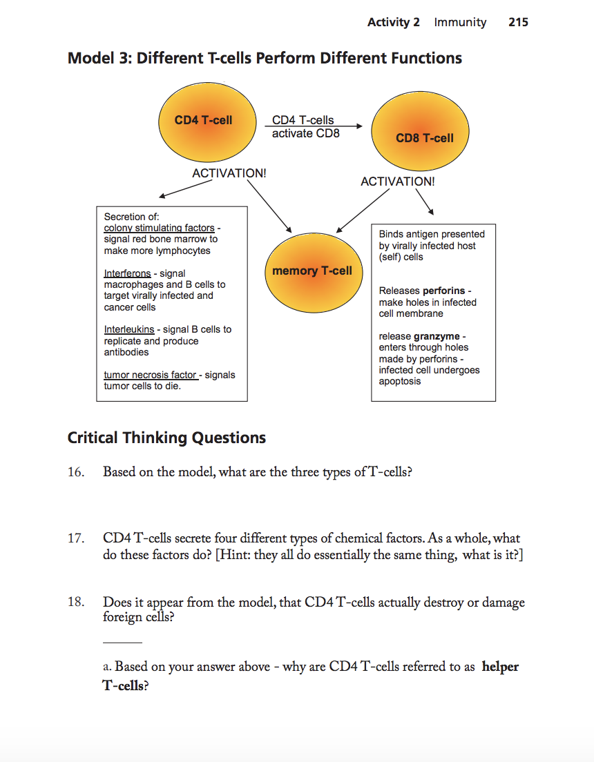 Solved Activity 2 Immunity 215 Model 3: Different T-cells | Chegg.com