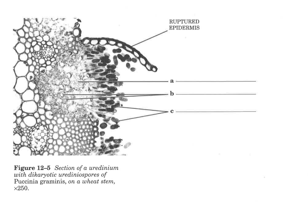 Solved Identify and label the mycelium, host cells, and | Chegg.com
