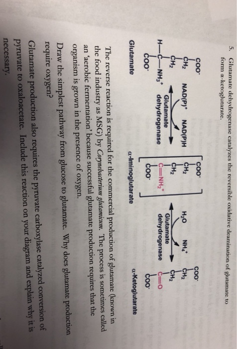 Solved 5. Glutamate dehydrogenase catalyzes the reversible | Chegg.com