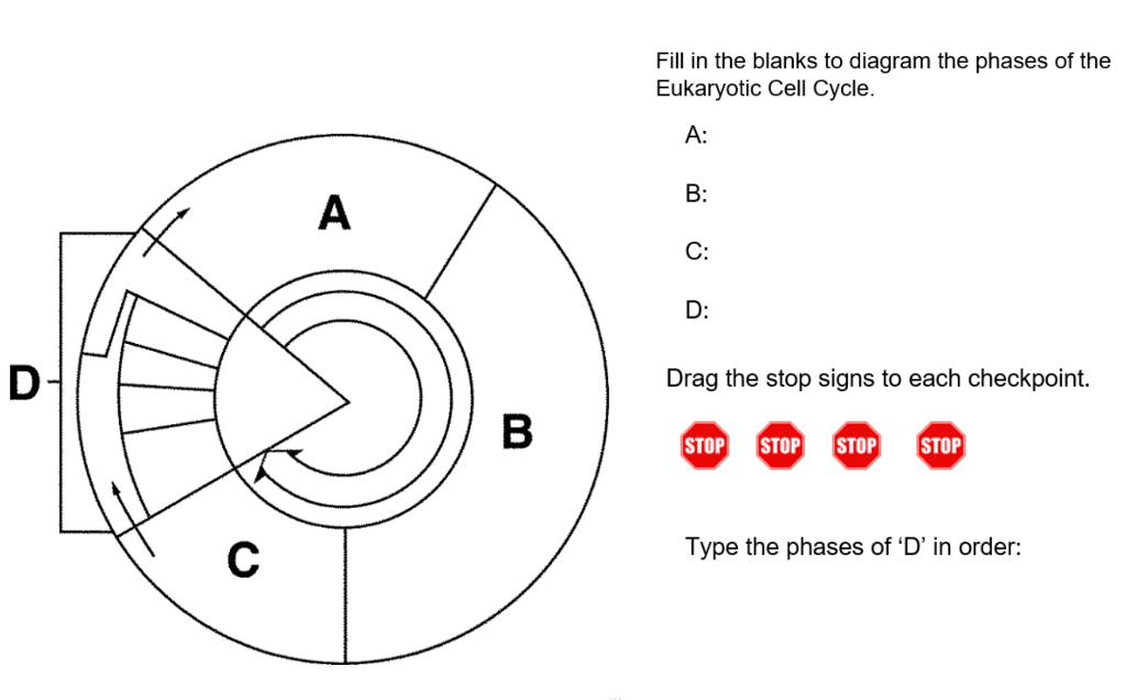 Solved Fill in the blanks to diagram the phases of the | Chegg.com