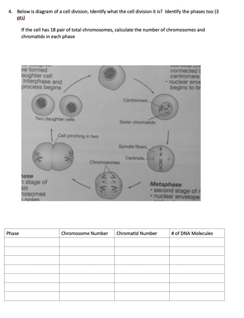 Solved 2. On a tissue/organ/organism level, 1.5 pt a) What | Chegg.com