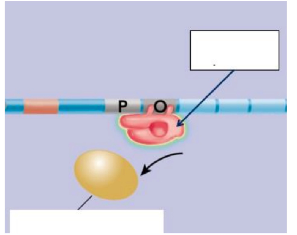 Solved a. How many generations Mendel tracked each trait | Chegg.com