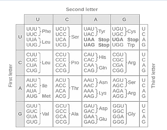Solved 1. Whales possess vestigial organs in the form of | Chegg.com