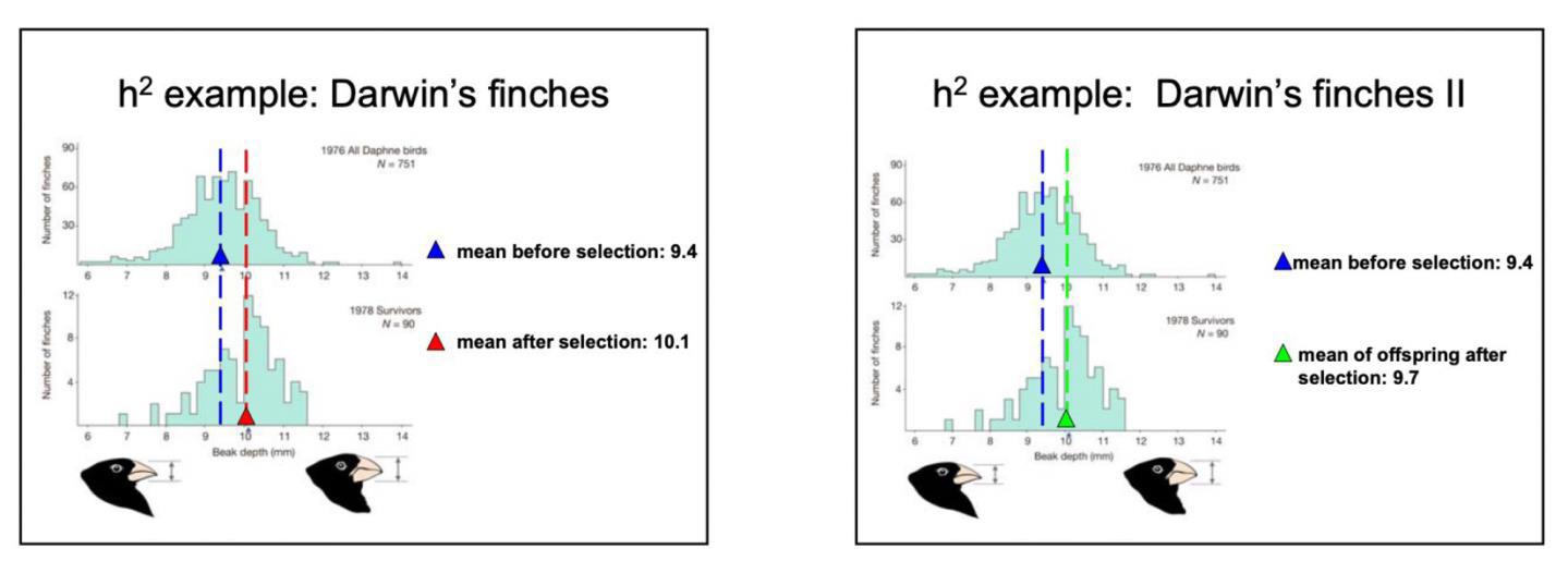 Solved Given the information below, calculate the selection | Chegg.com