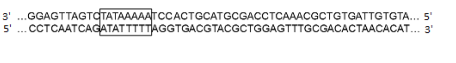 Solved 1) Identify the start and stop codons for this gene | Chegg.com