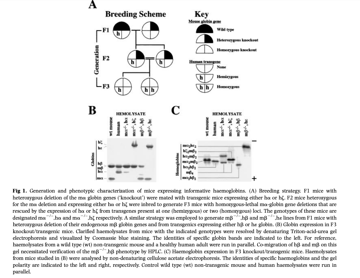 Solved A Breeding Scheme Key Mouse globin gene Wild type F1 | Chegg.com