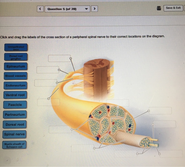 Solved Question 5 (of 28) Save & Exit Click and drag the | Chegg.com