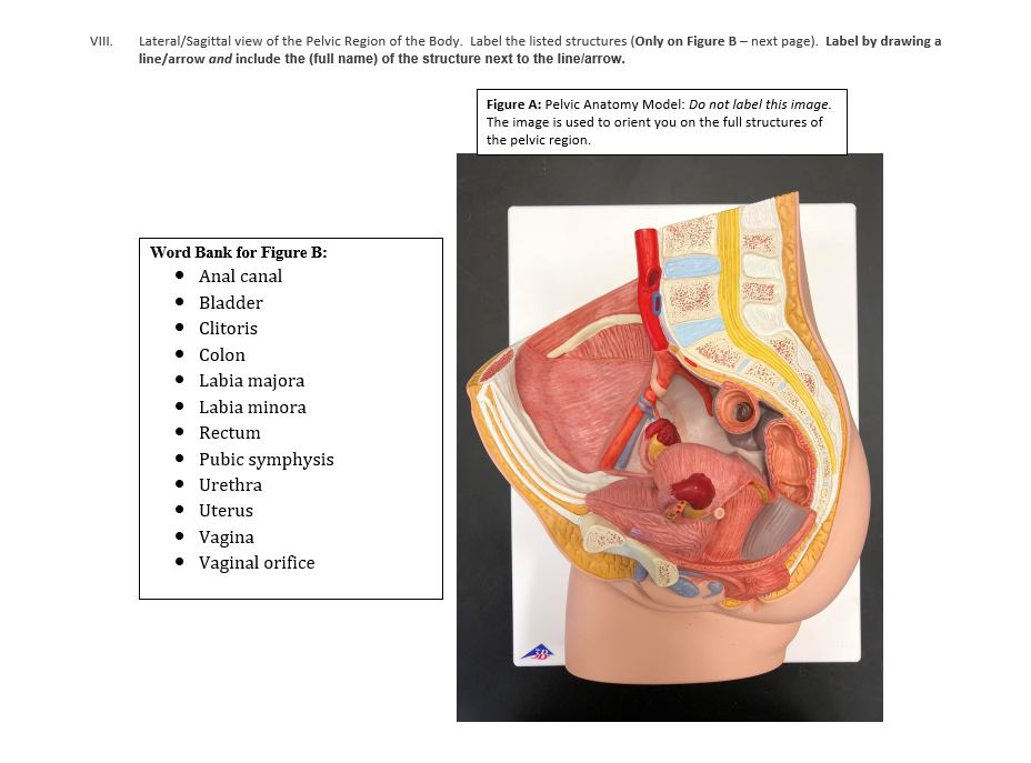 Solved VIII. Lateral/Sagittal view of the Pelvic Region of | Chegg.com