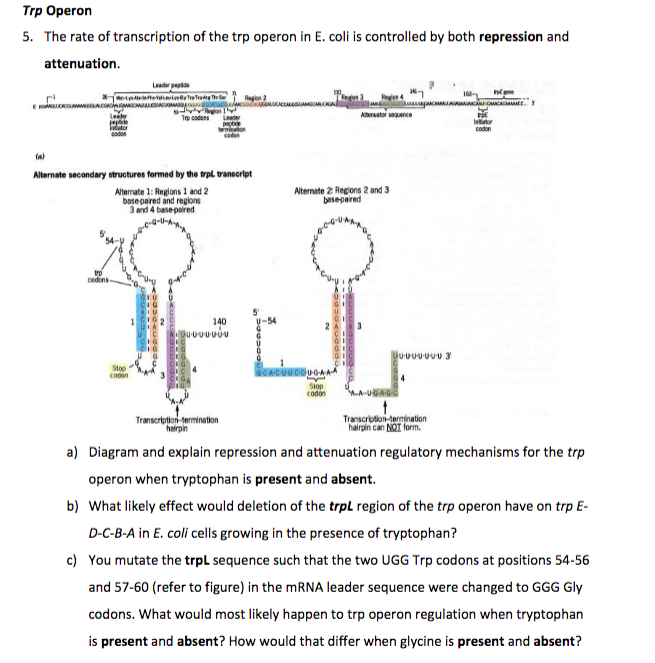 Solved Trp Operon 5. The rate of transcription of the trp | Chegg.com