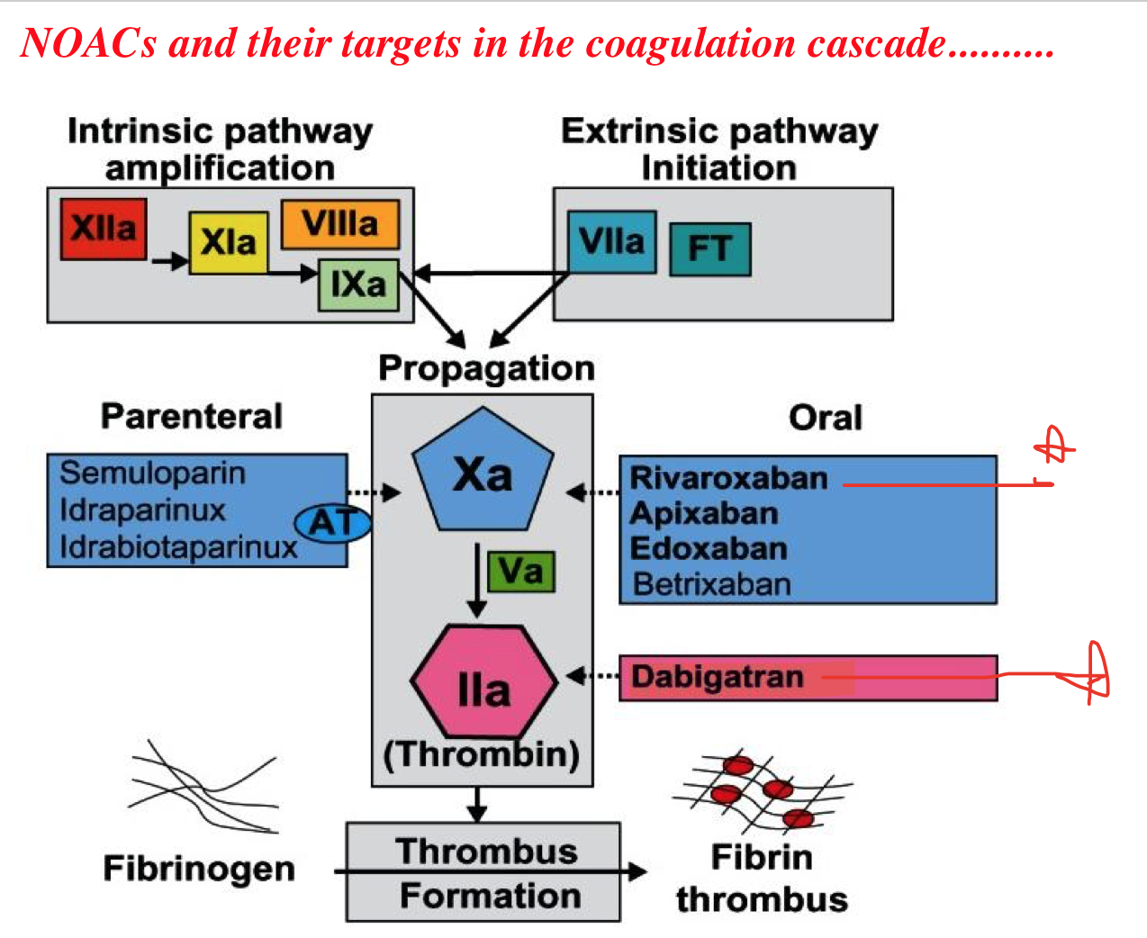 Coagulation Cascade And Drugs