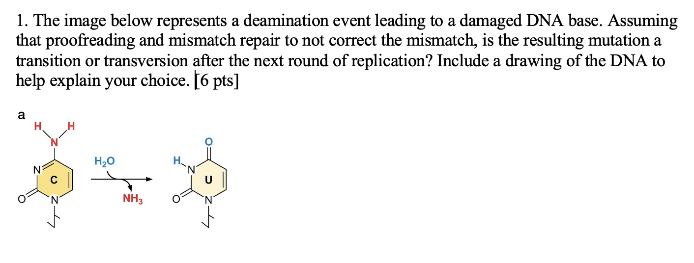 Solved 1. The image below represents a deamination event | Chegg.com