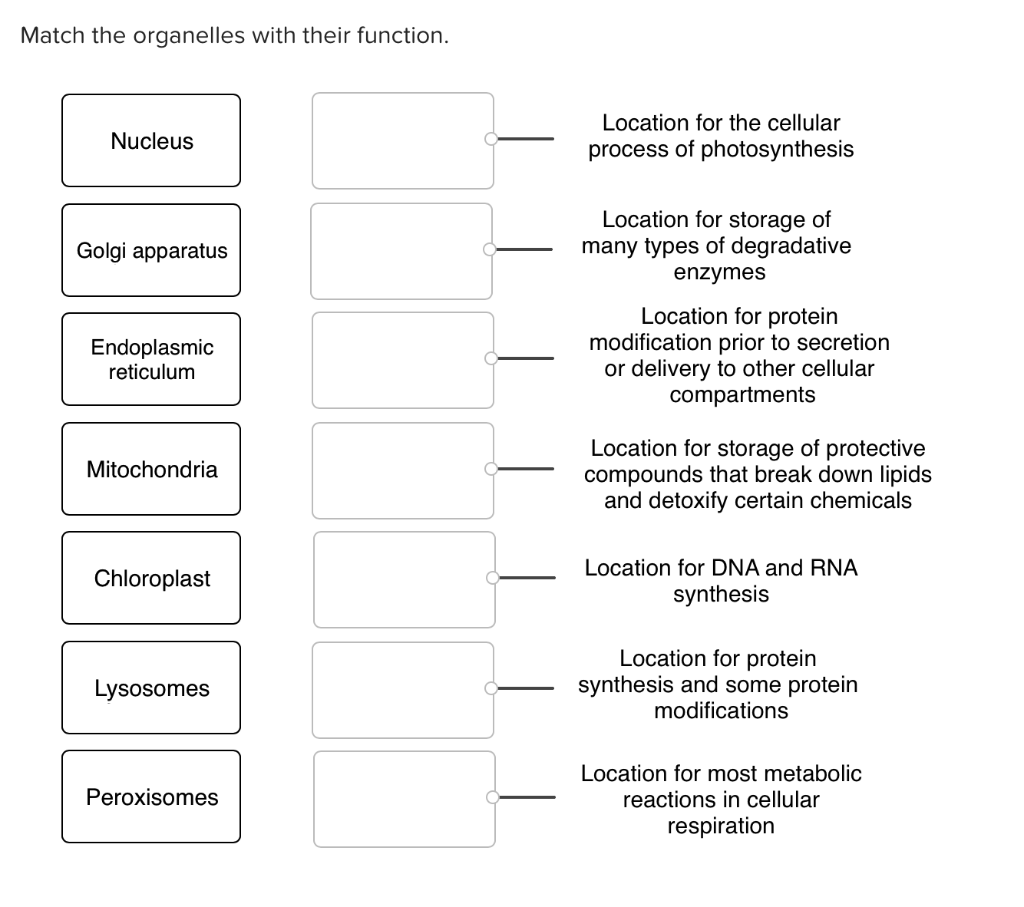 Solved Match the organelles with their function. Nucleus | Chegg.com