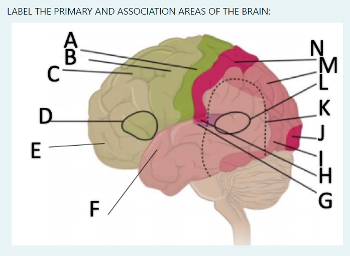 Solved LABEL THE PRIMARY AND ASSOCIATION AREAS OF THE BRAIN: | Chegg.com