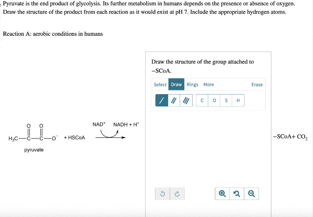 Solved Pyruvate is the end product of glycolysis. Its | Chegg.com