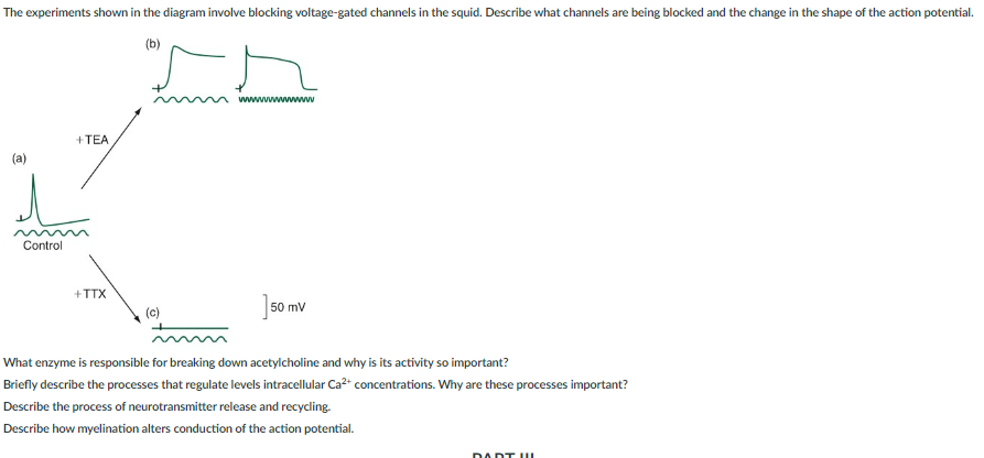 Solved The experiments shown in the diagram involve blocking | Chegg.com