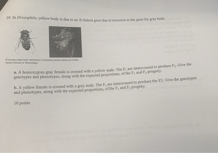 Solved 29. In Drosophila, yellow body is due to an X-linked | Chegg.com