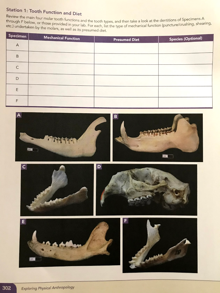 Station 1: Tooth Function and Diet Review the main | Chegg.com