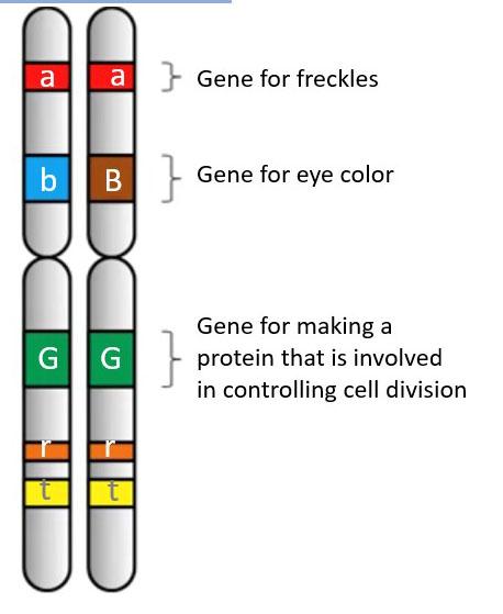Solved 1. The image above shows a pair of [ Select ] | Chegg.com