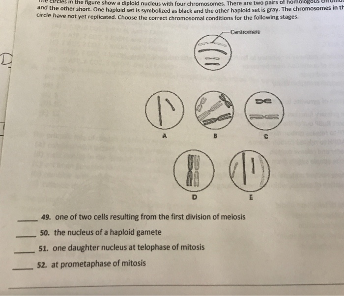Solved ne circles in the figure show a diploid nucleus with | Chegg.com