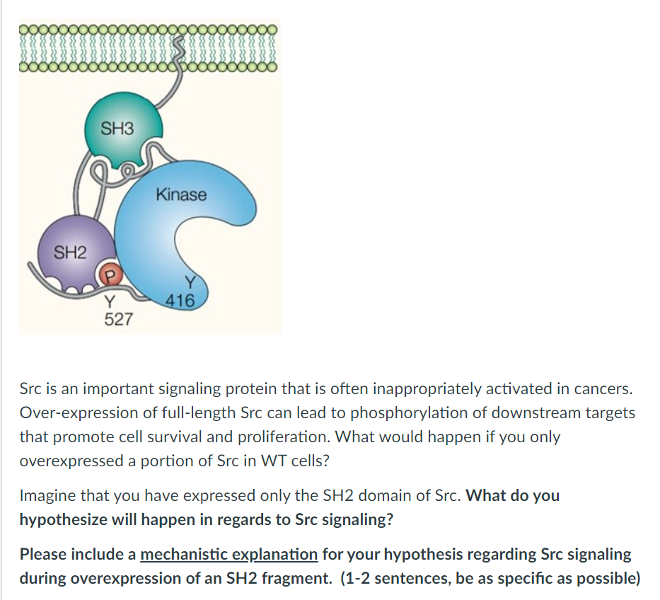 SH3 Kinase SH2 Y 416 Y Y 527 Src is an important | Chegg.com
