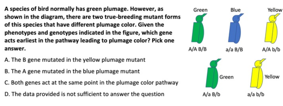 Solved From the information provided, which gene acts | Chegg.com