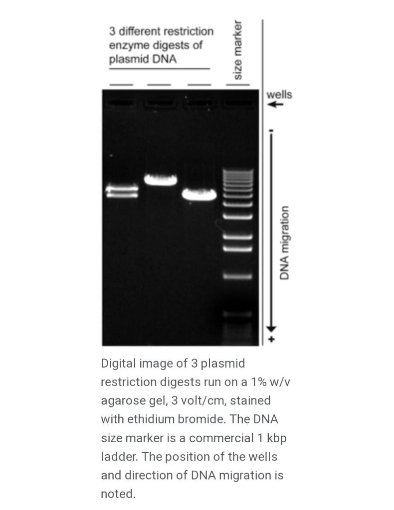 Solved You are provided with an image of a gel after | Chegg.com