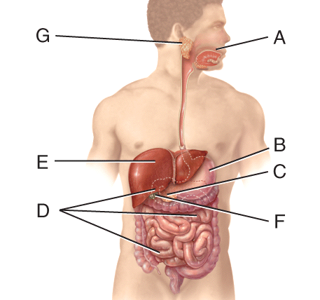 Solved Match the term with the correct digestive | Chegg.com