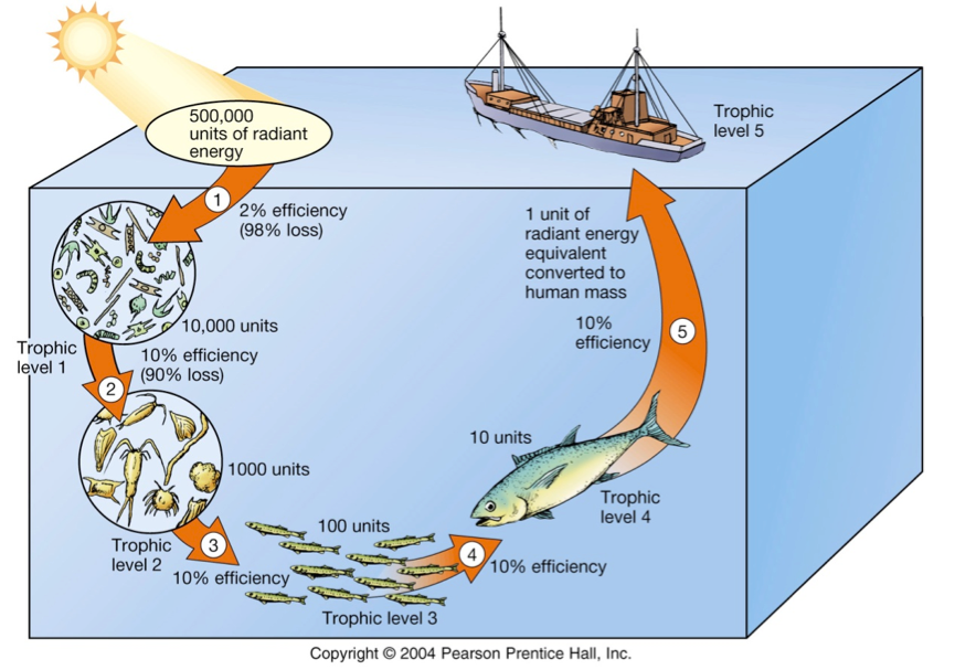 17) The diagram above shows the transfer of | Chegg.com