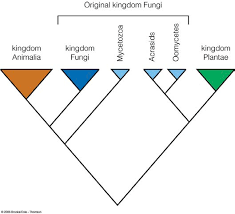 FUNGI CLADOGRAM Find the most complete cladogram in | Chegg.com