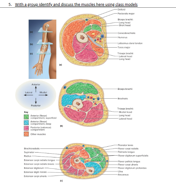 5. With a group identifv and discuss the muscles here | Chegg.com