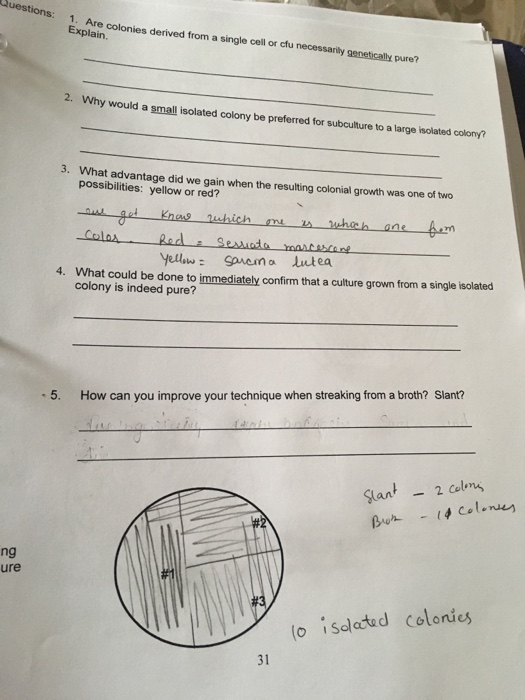 Solved ost b the acterial ISOLATION BY STREAK PLATE METHOD | Chegg.com