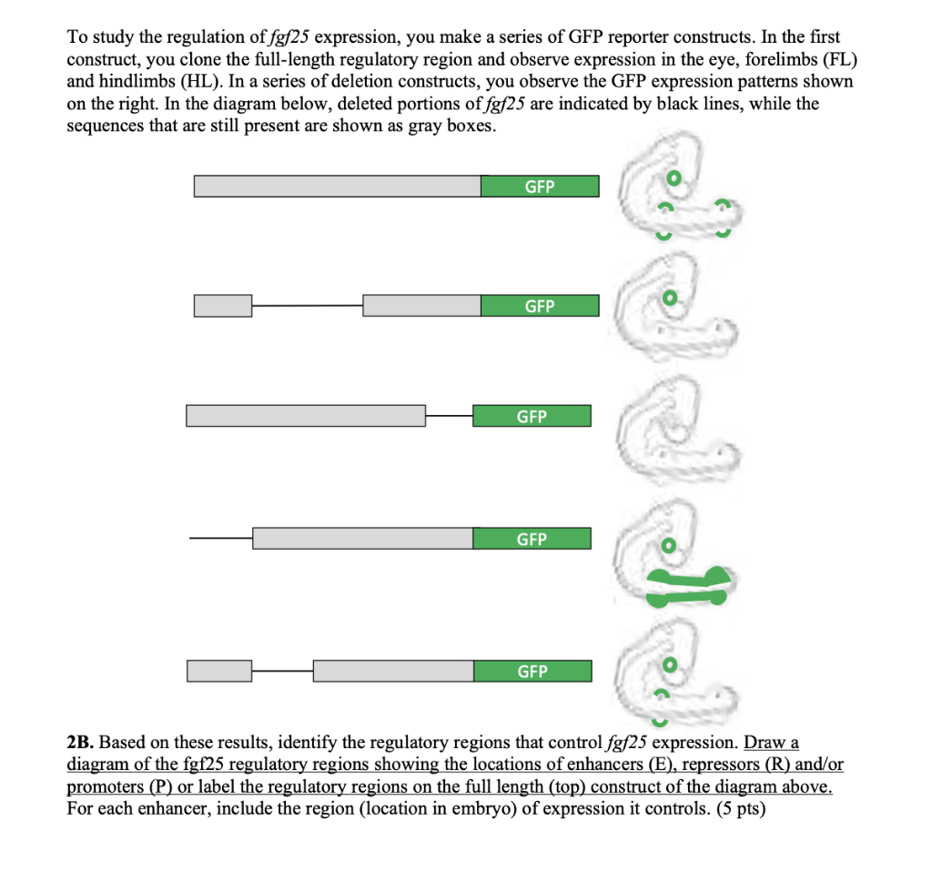 Solved To study the regulation of fgf25 expression, you make | Chegg.com