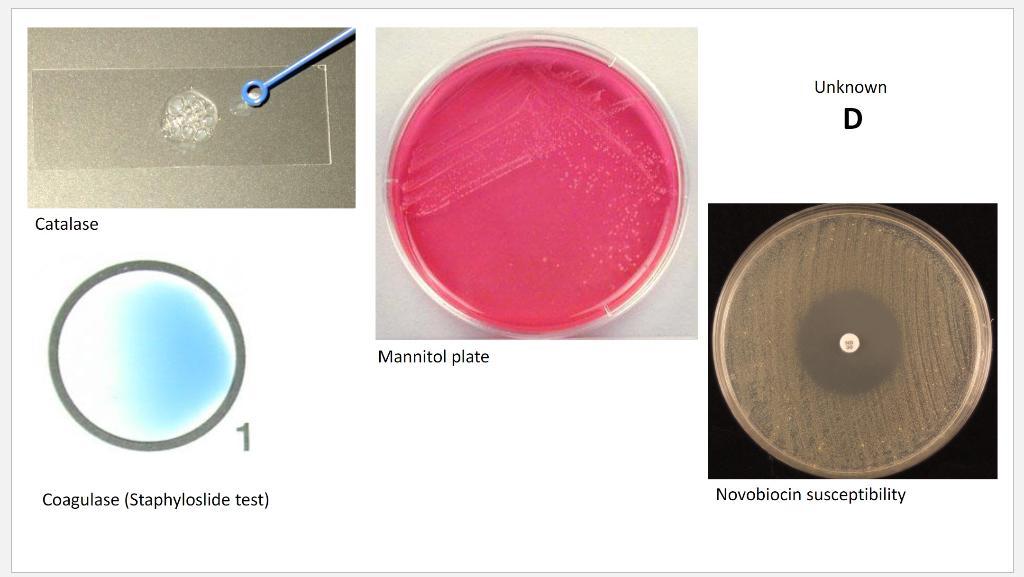 Solved Unknown D Catalase Mannitol plate 1 Coagulase | Chegg.com