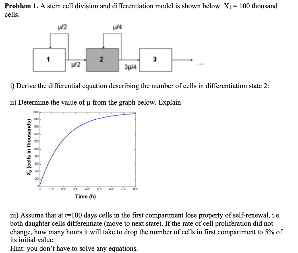 Solved Problem 1 A Stem Cell Division And Differentiation 