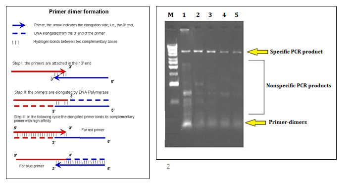 Solved 2. Basic Concepts a. PCR is powerful technique, but | Chegg.com