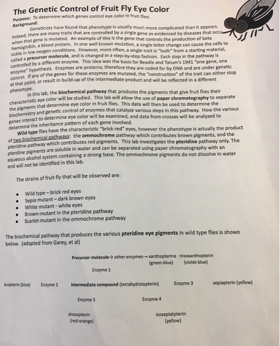 Solved The Genetic Control of Fruit Fly Eye Color To | Chegg.com