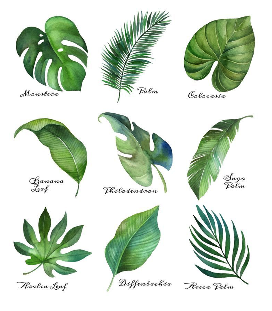 develop your own dichotomous key using the 5 leaves | Chegg.com