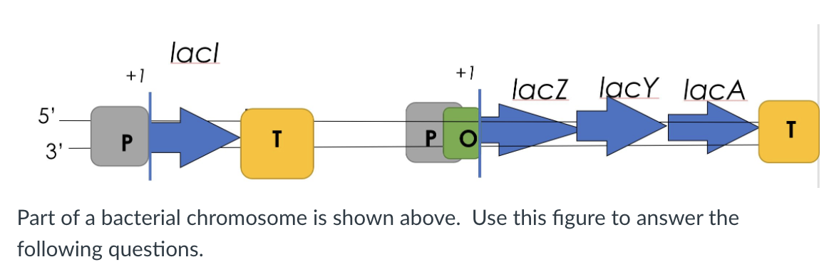 Solved How many coding regions are represented in the | Chegg.com
