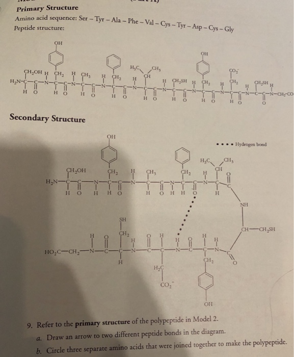 Solved Primary Structure Amino acid sequence: Ser-Tvr | Chegg.com