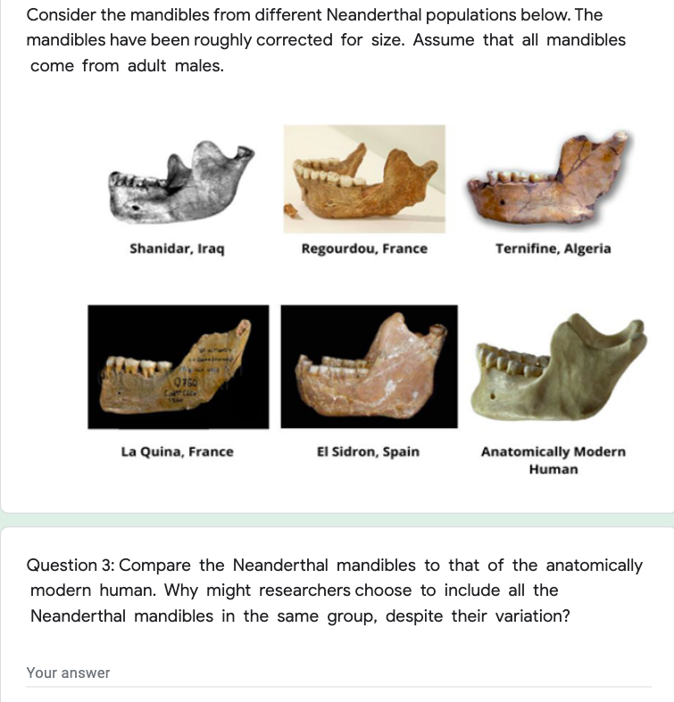 Solved Consider the mandibles from different Neanderthal | Chegg.com