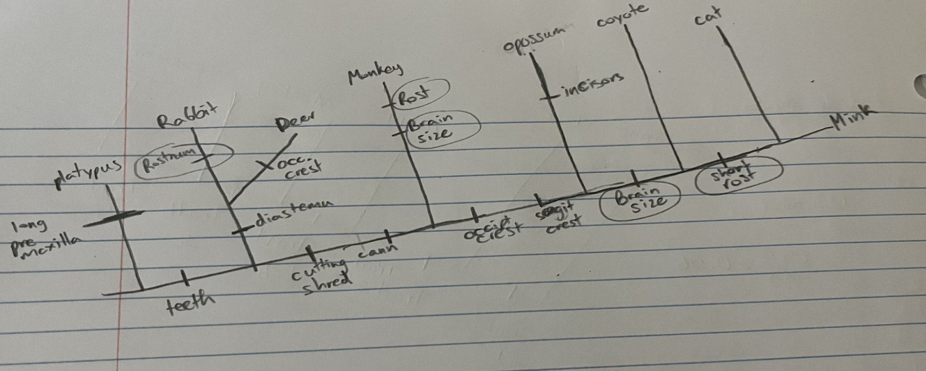 Solved I need to know which traits are synapomorphic if any. | Chegg.com