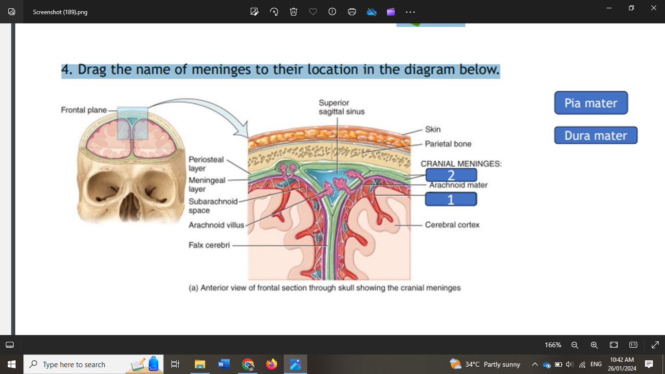Solved Drag the name of meninges to their location in the | Chegg.com